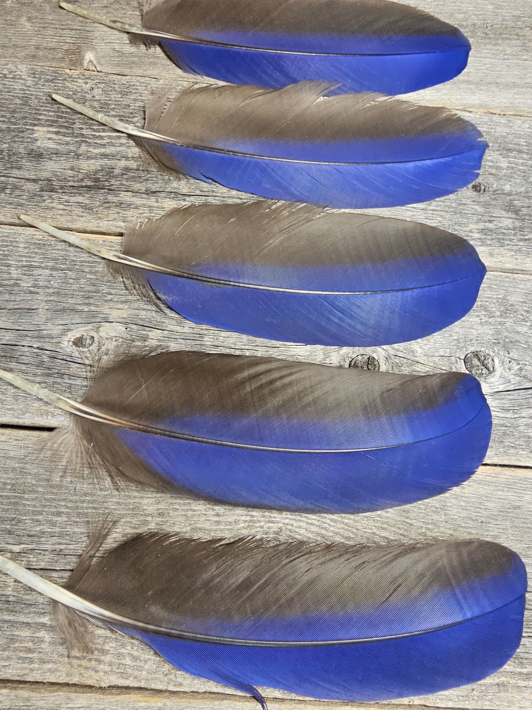 RARE Hyacinth Macaw Feathers - Big Feathers, Natural Cobalt Blue ...