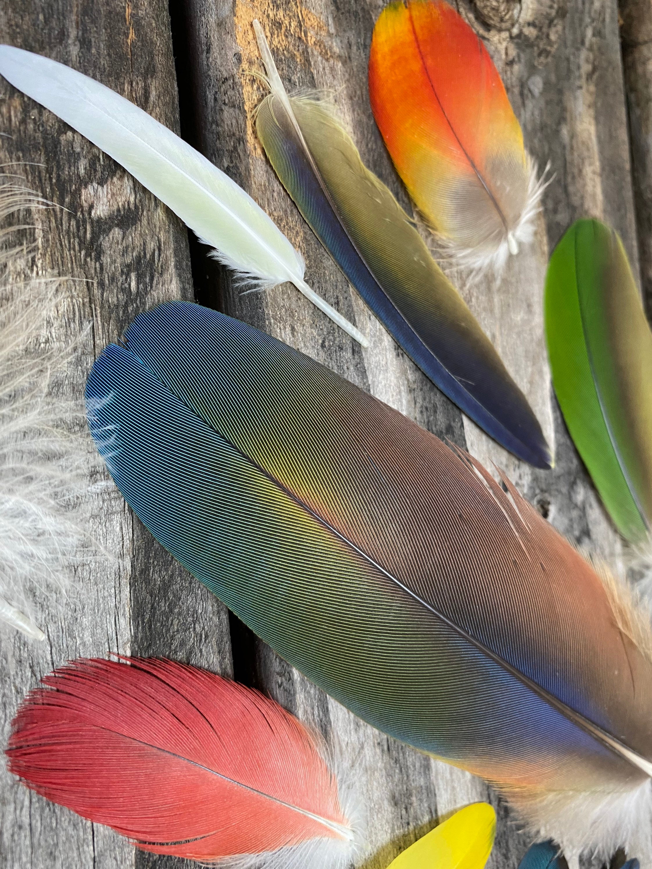 Set of 37 diverse parrot feathers cruelty free natural | Etsy
