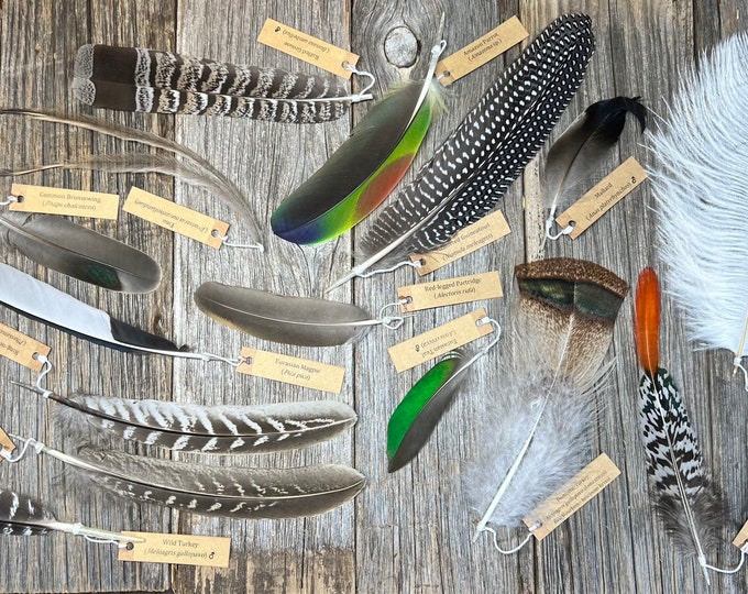 Educational Feather Collection - for Homeschooling, Unschooling ...