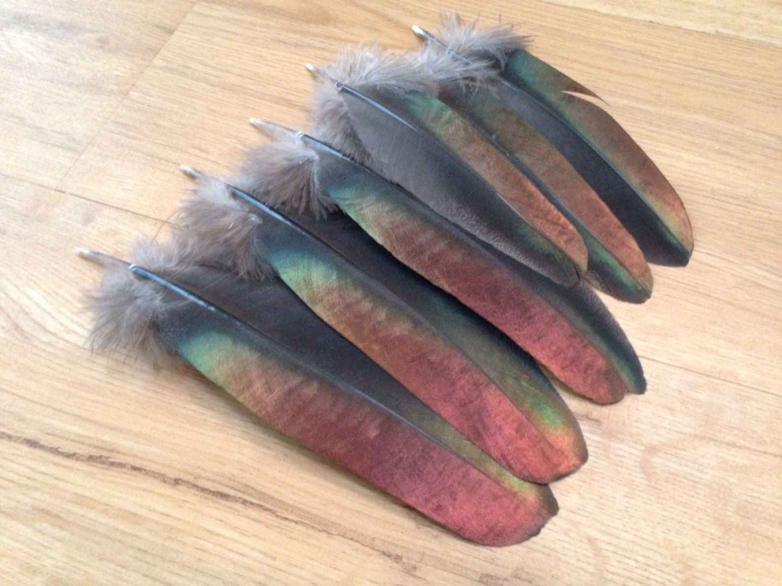 RARE Ocellated Turkey Feathers Unique Feathers Iridescent | Etsy