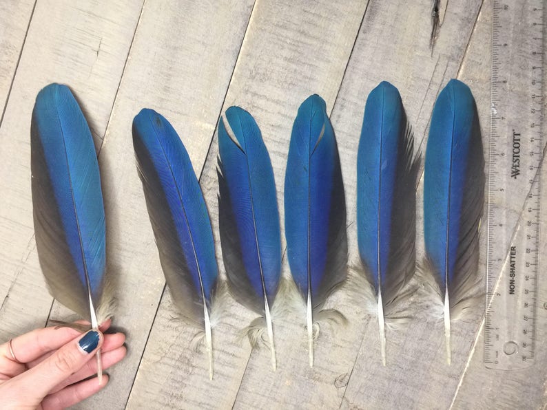 Flat Blue and Gold Macaw Wing Feathers Big Feathers Blue - Etsy