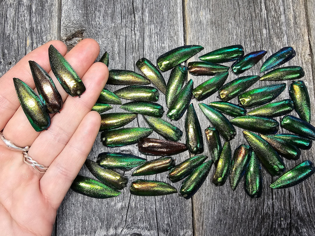 RARE Set of Precious Metals Elytra - Bronze Copper and Gold Shift, Metallic Green, Jewel Beetle ...