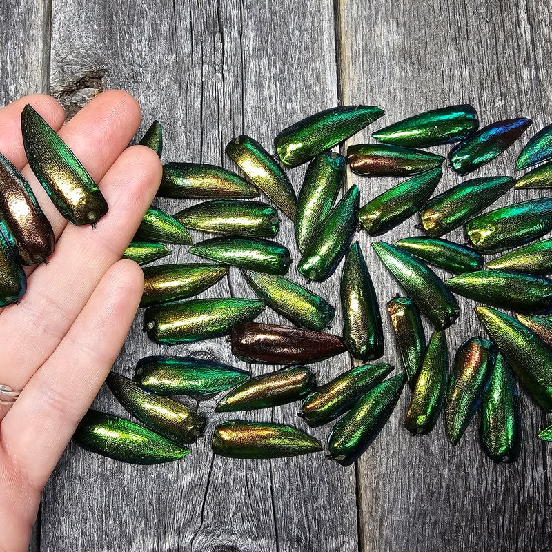 Jewel Beetle Wings - Etsy