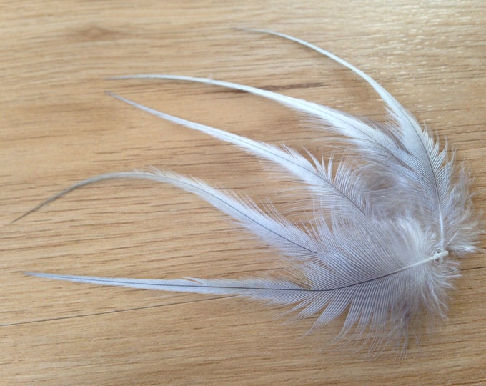 RARE African Grey Crowned Crane Feathers - Etsy