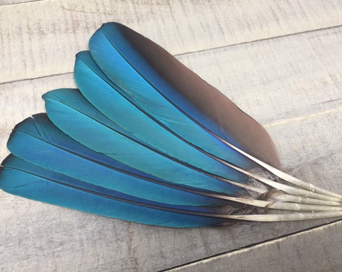 Rare Set of 5 Macaw Feathers Cruelty Free, Unique Feathers, Natural ...