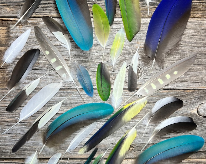 Set of 38 Unique Parrot Feathers - Cruelty Free, Natural Feathers ...