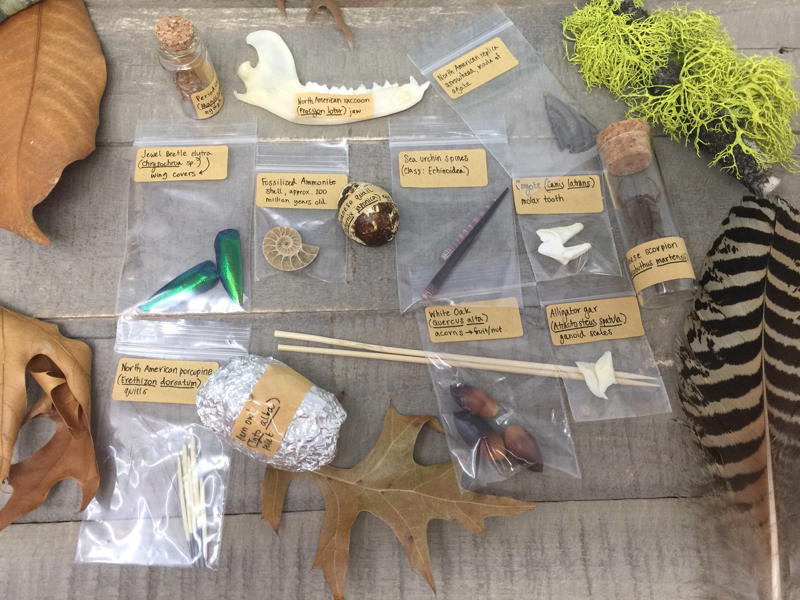 Natural History Mystery Box Nature Study Natural Specimens | Etsy