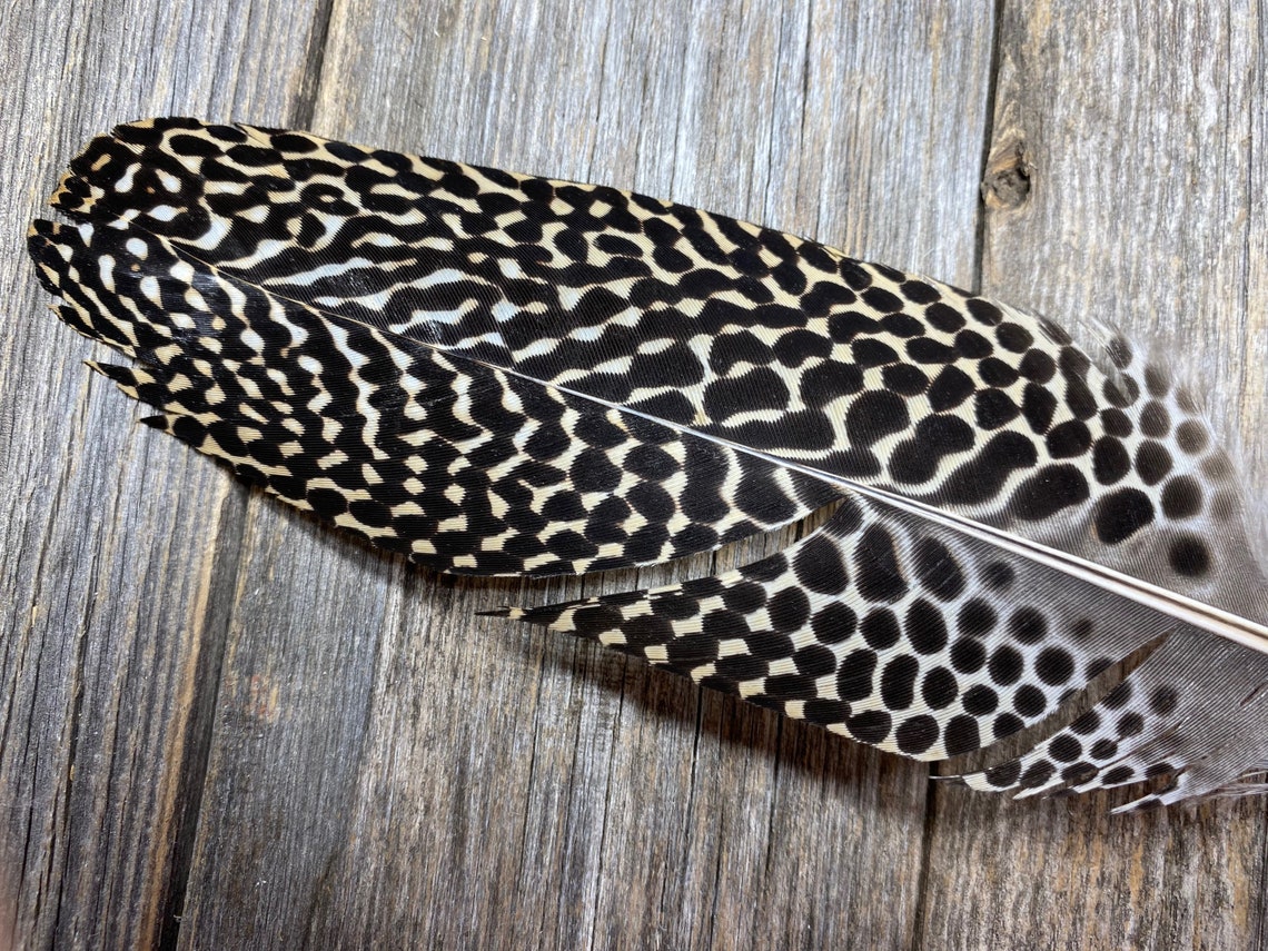 SALE RARE Argus Pheasant feather leopard print feather rare | Etsy