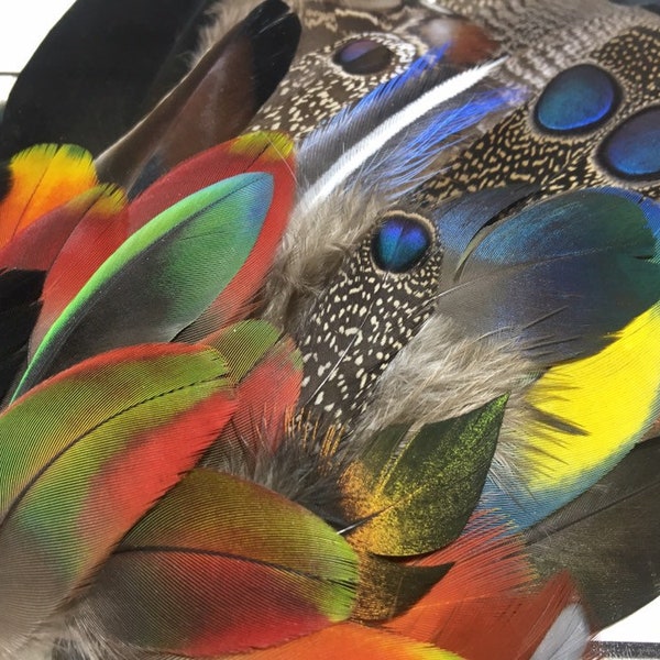 Colorful Feathers - Etsy