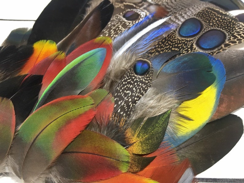 Rare Feathers Collection Rare Feathers Cruelty Free | Etsy