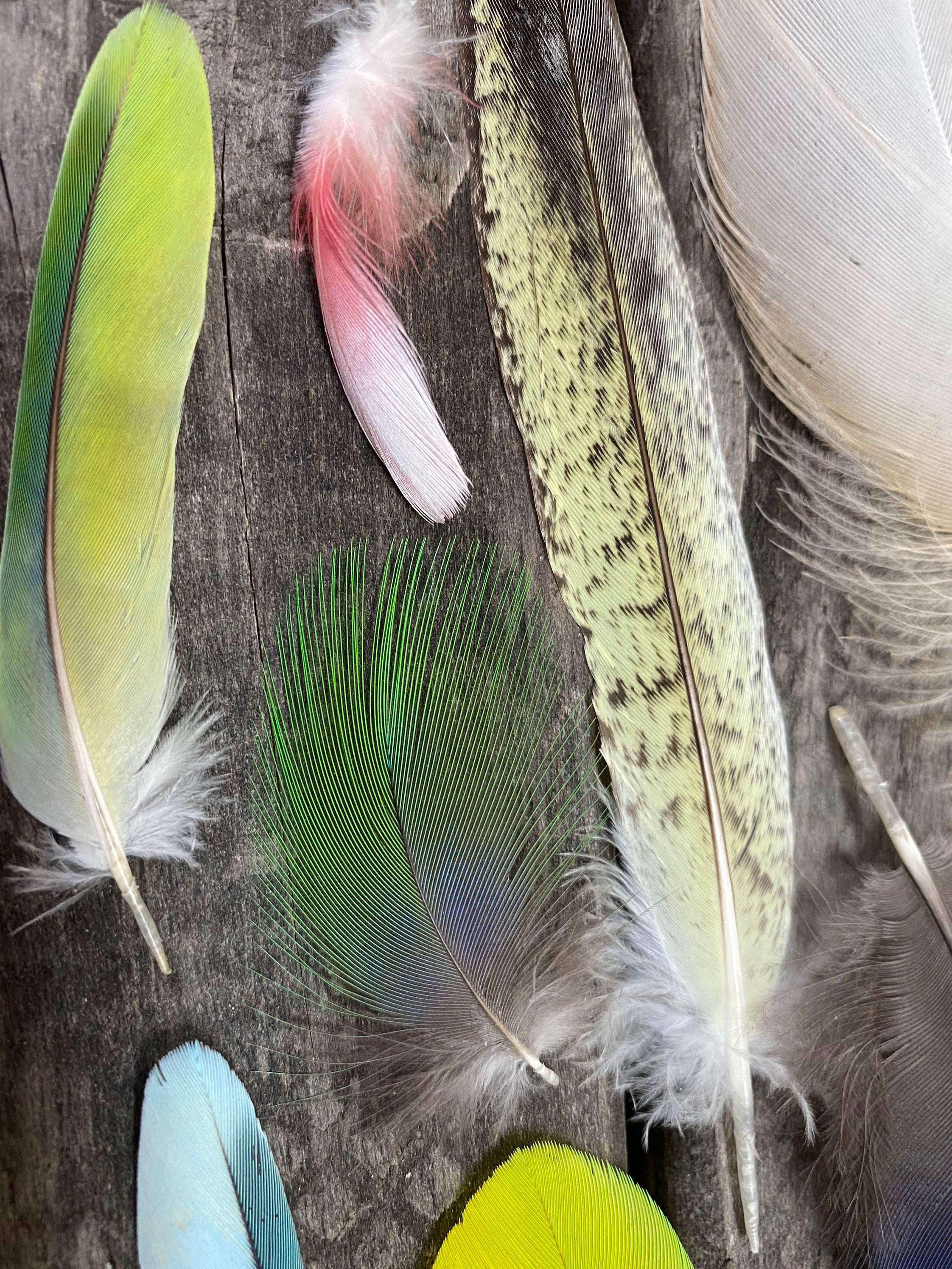 Set of 37 diverse parrot feathers cruelty free natural | Etsy