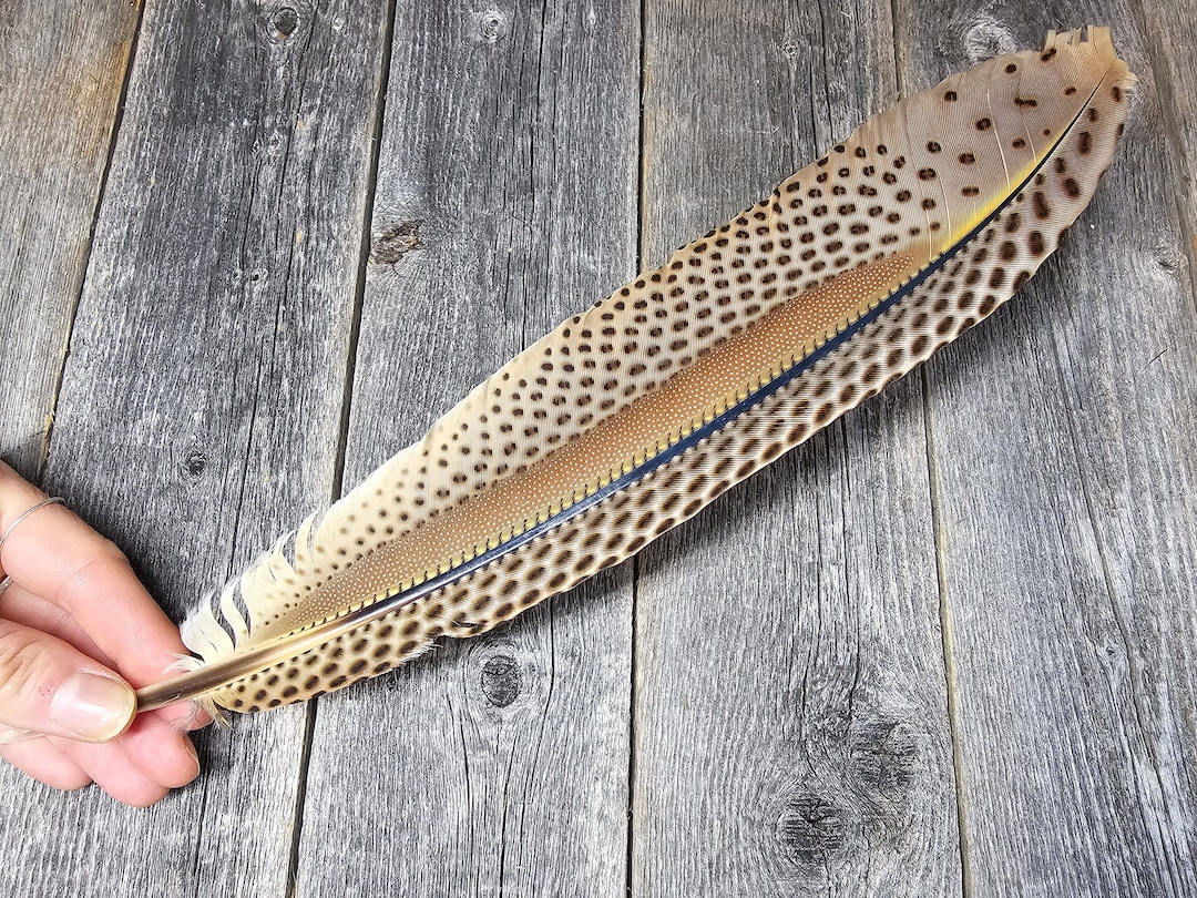 RARE Argus Pheasant Wing Feather Unique Feather, Natural Feather ...