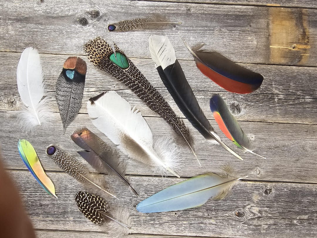 SALE Set of 13 Rare Feathers - Cruelty Free, Rare Feathers, Unique ...