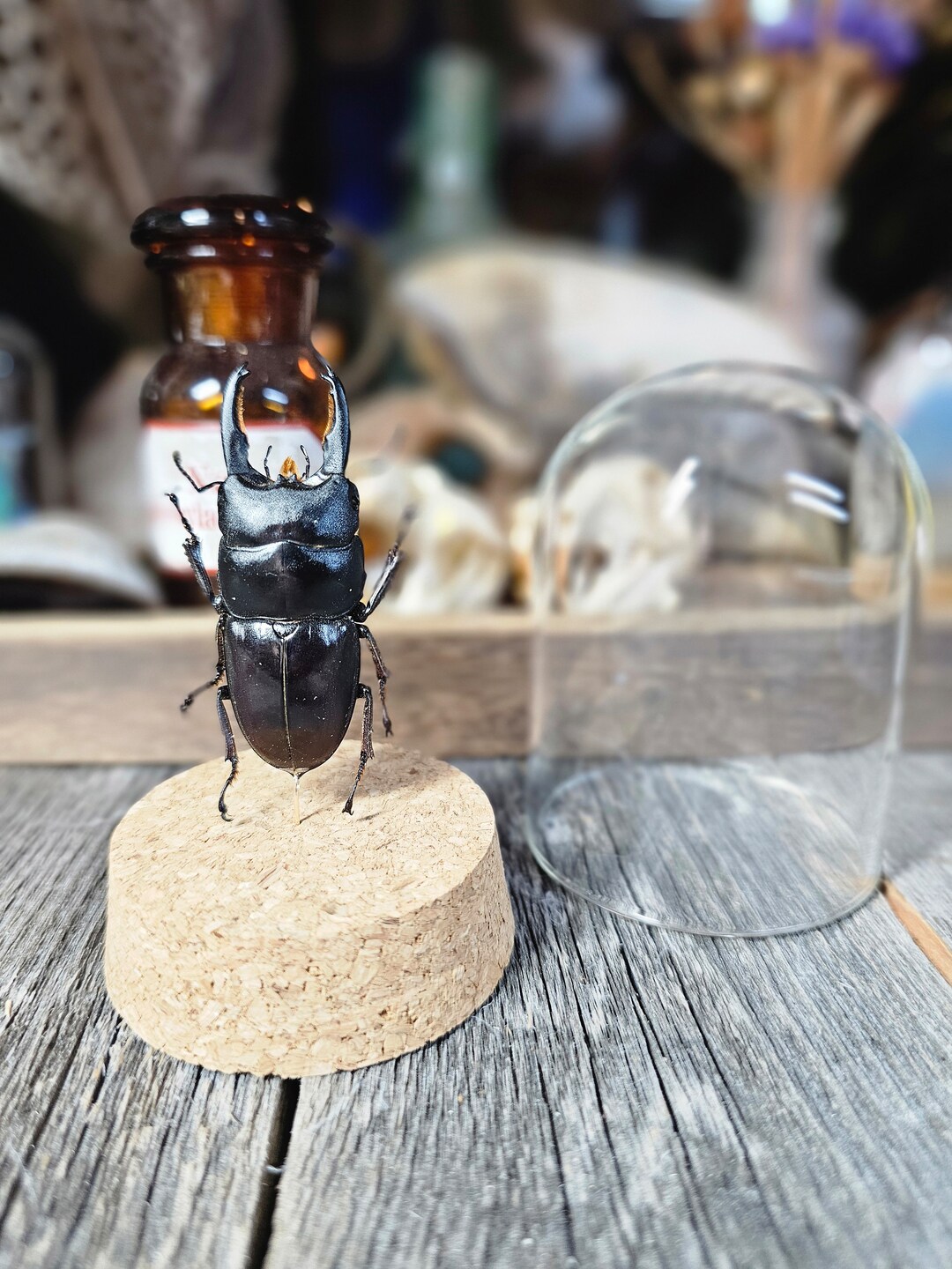 Nature Curiosity: Black Beauty Beetle Insect Dome - Insect Taxidermy ...