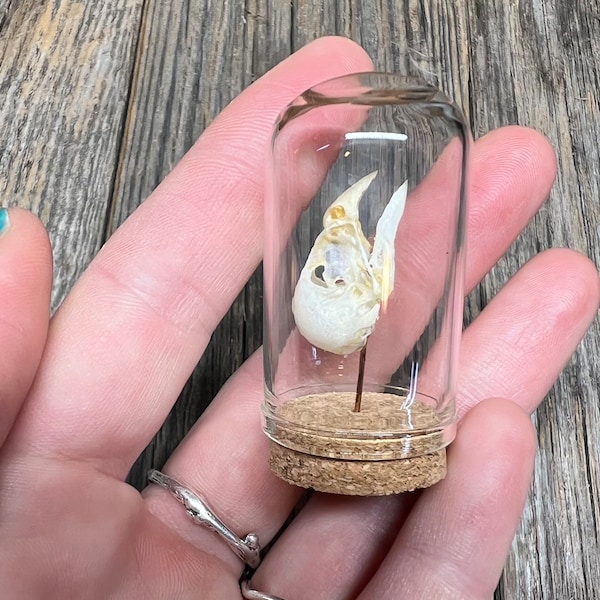 Bird Skull - Etsy