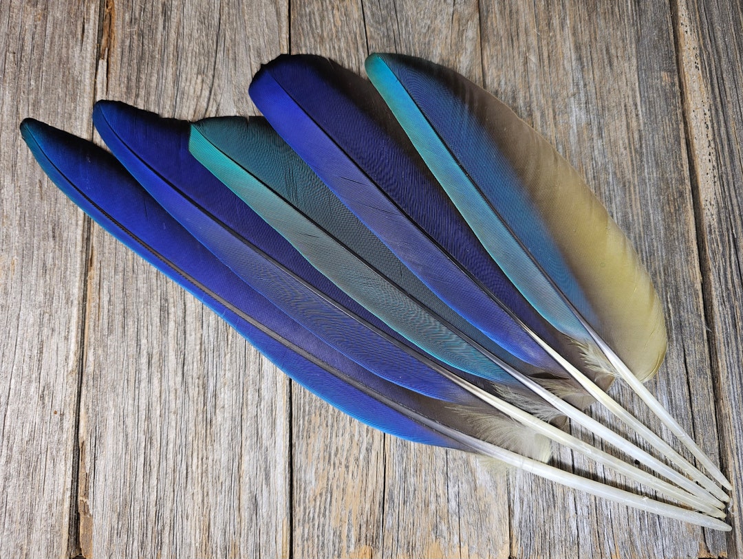 Set of 5 Wing Fan Blue Bird Feathers, Natural Feathers, Real Feathers ...