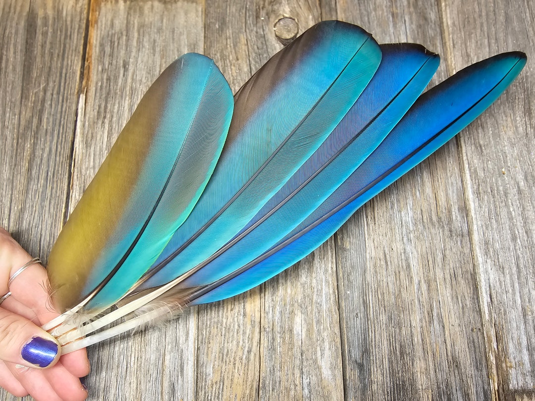 Set of 4 Wing Fan Blue Bird Feathers, Natural Feathers, Real Feathers ...