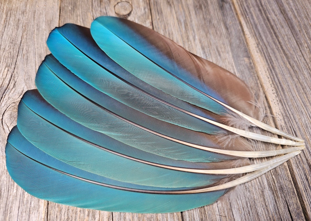Green-winged Macaw Wing Feathers Big Feathers, Natural Blue Feathers ...