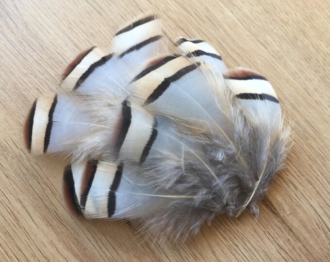Chukar Partridge Feathers Uncommon Feathers Elegant - Etsy