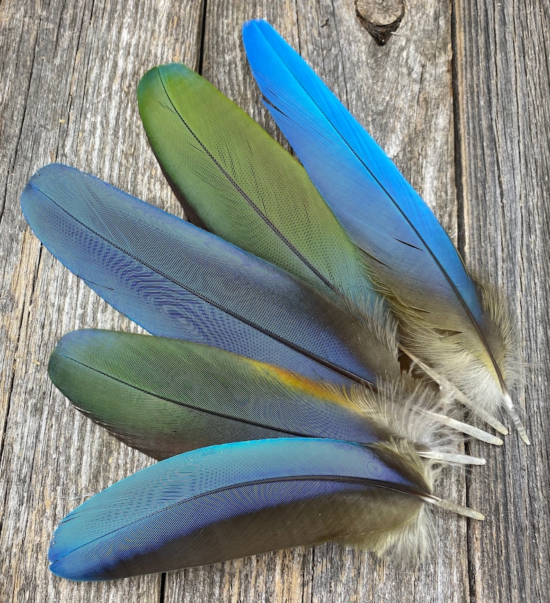 SET of 5 big Macaw feathers cruelty free unique feathers | Etsy