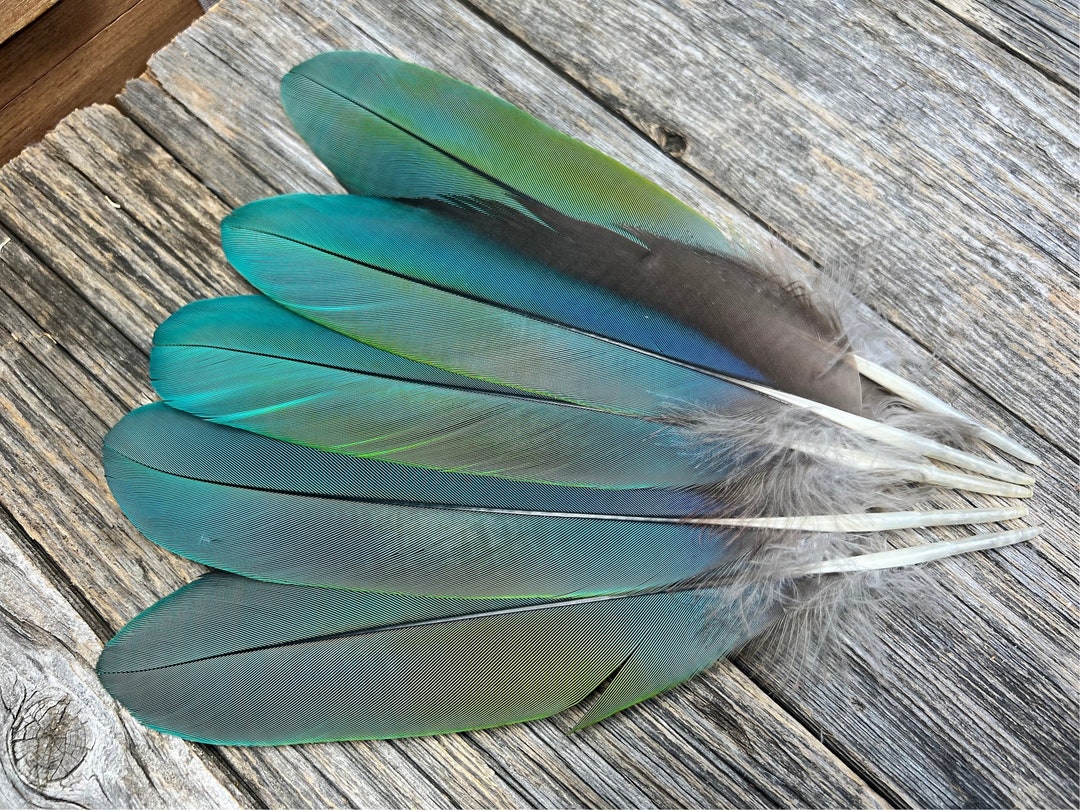 Green-winged Macaw Wing Feathers Big Feathers, Natural Blue Feathers ...