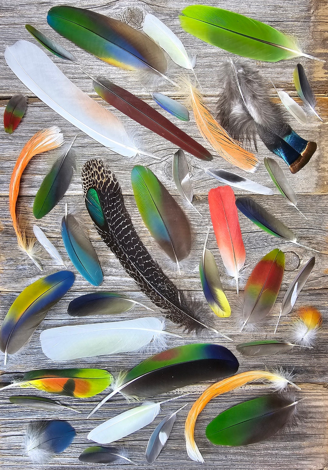 Set of 40 Unique Feathers Cruelty Free, Natural Feathers, Smudge ...