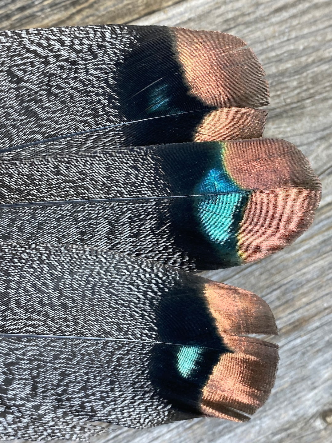 RARE Long Female Ocellated Turkey Feathers Cruelty Free, Rare Feathers ...