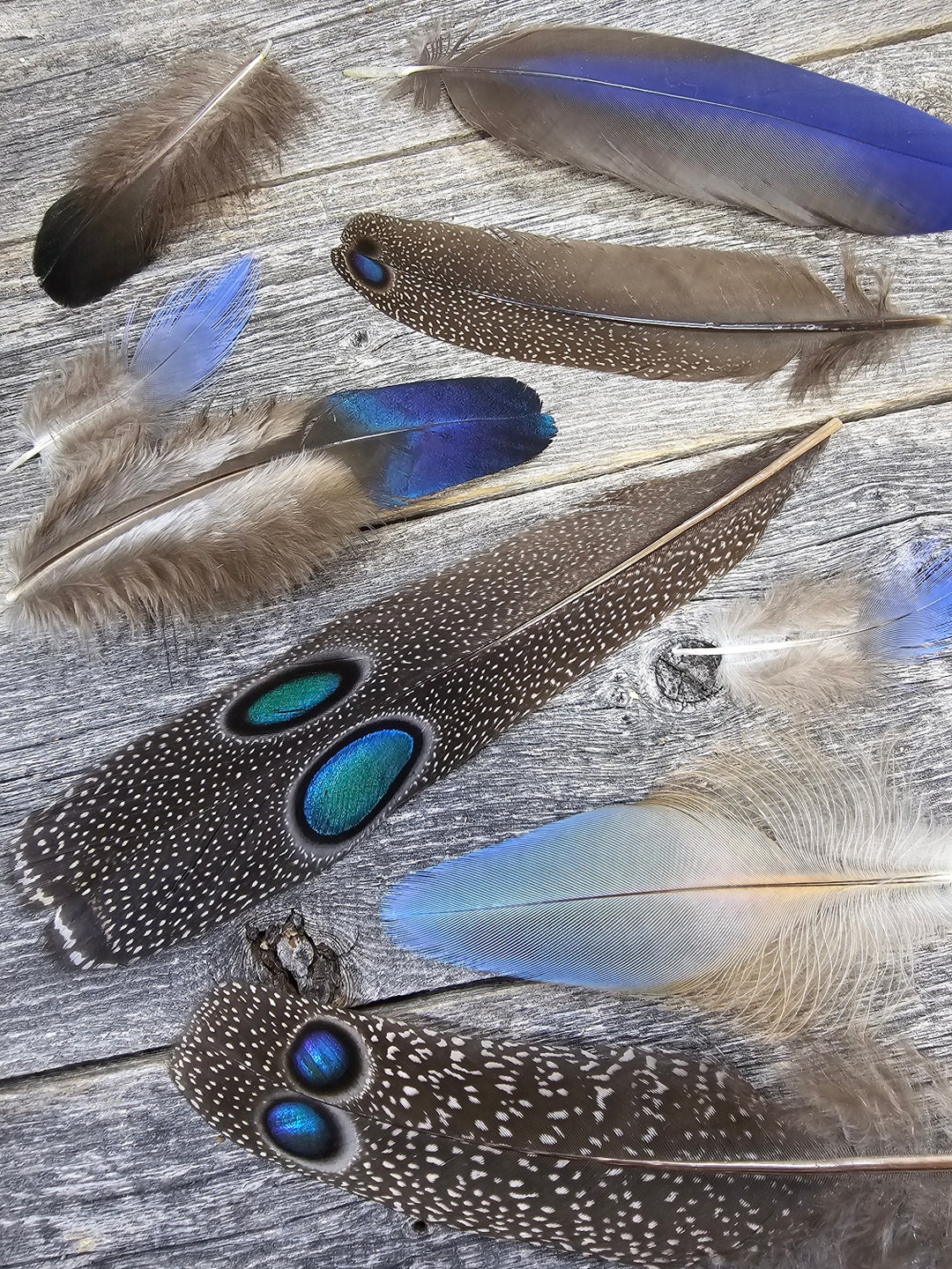 RARE Feather Collection - Set of 9 Lovely Feathers, Cruelty Free ...