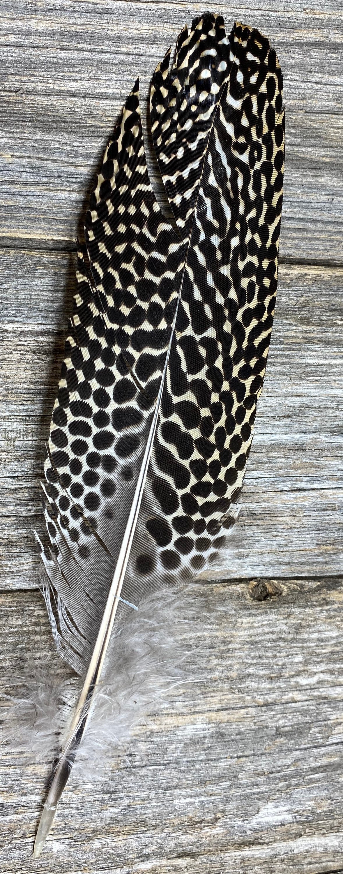 SALE RARE Argus Pheasant feather leopard print feather rare | Etsy