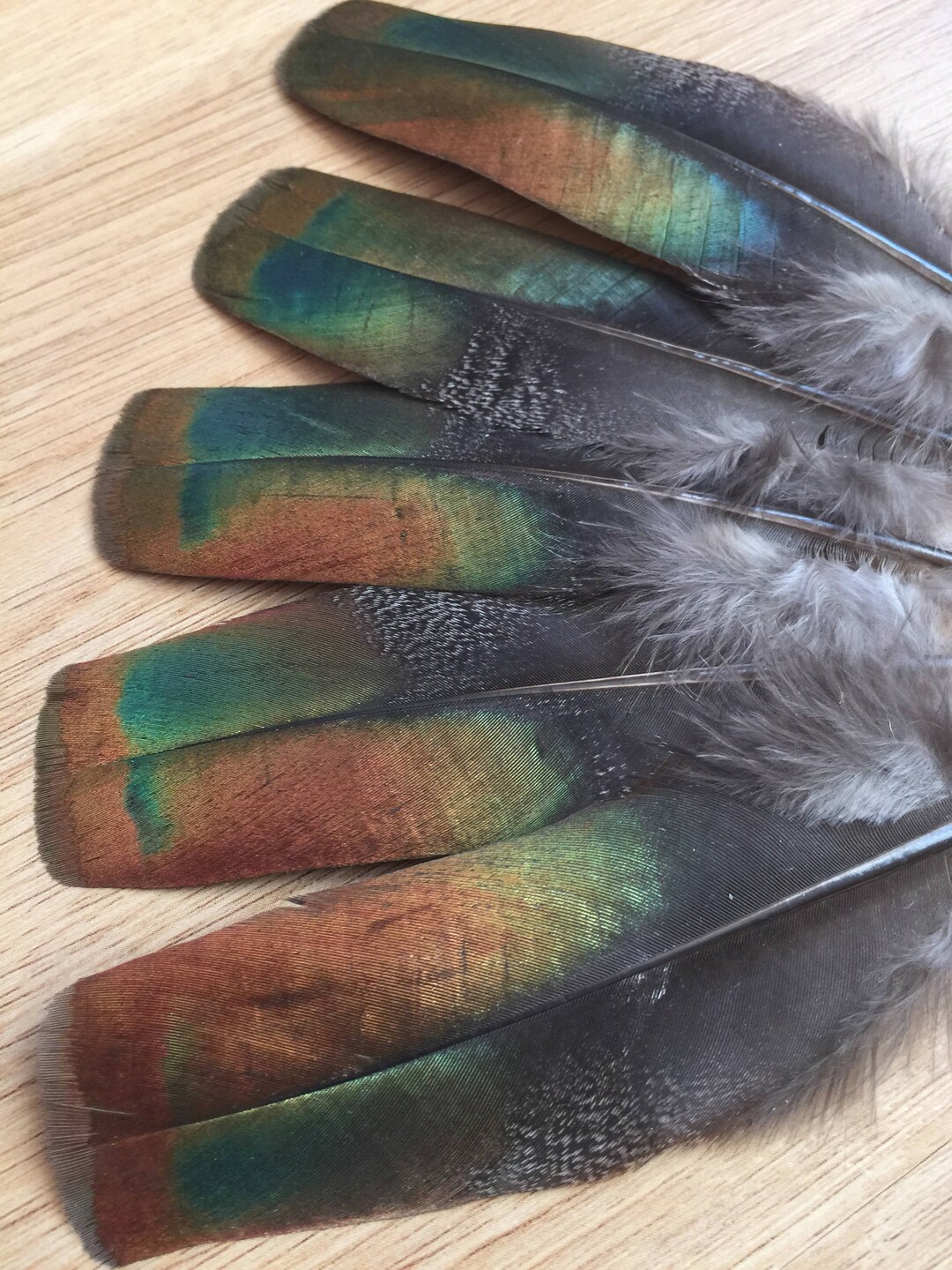 RARE Ocellated Turkey Cruelty Free, Rare Feathers, Iridescent Feathers ...