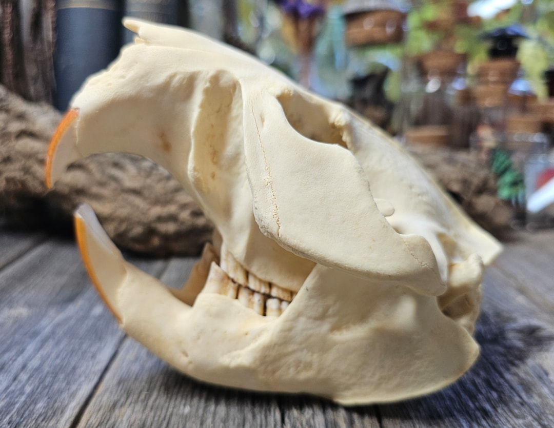 Nature Curiosity: Beaver Skull - Cruelty Free, Real Reptile Skull ...