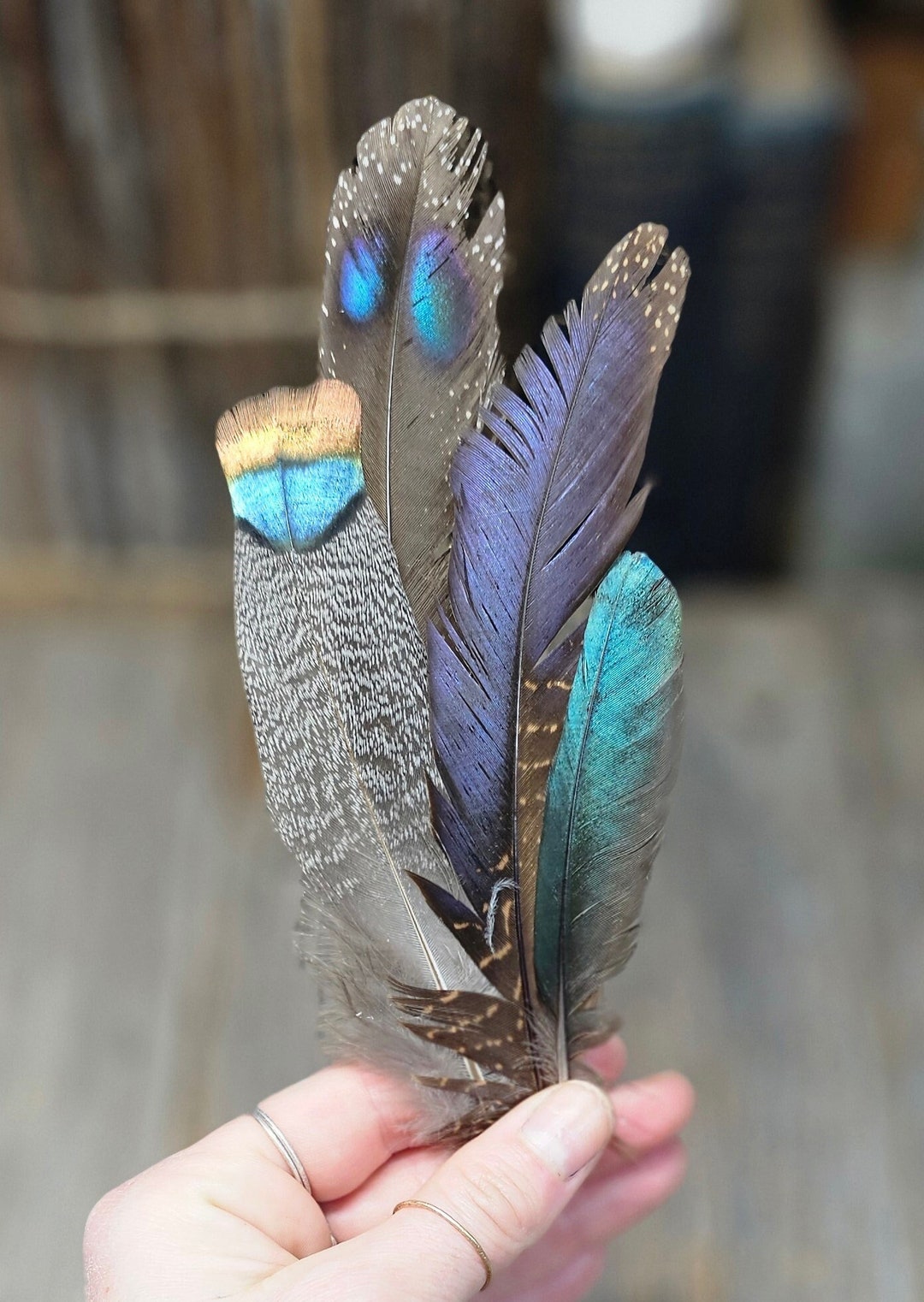 RARE Feather Collection Set of 4 Iridescent Feathers, Cruelty Free ...
