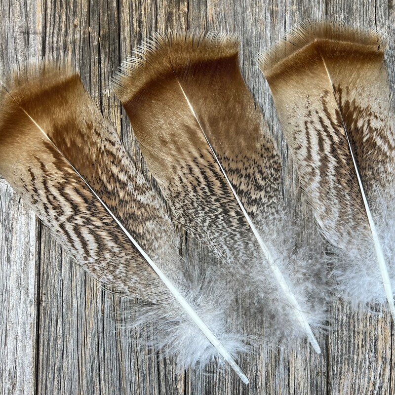 Owl Feathers - Etsy