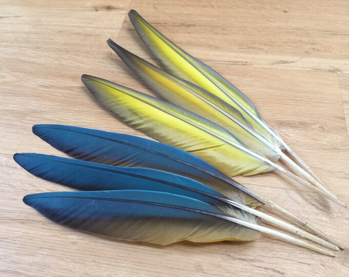 Military Macaw Feathers - Naturally Molted, Blue Feathers, Natural ...