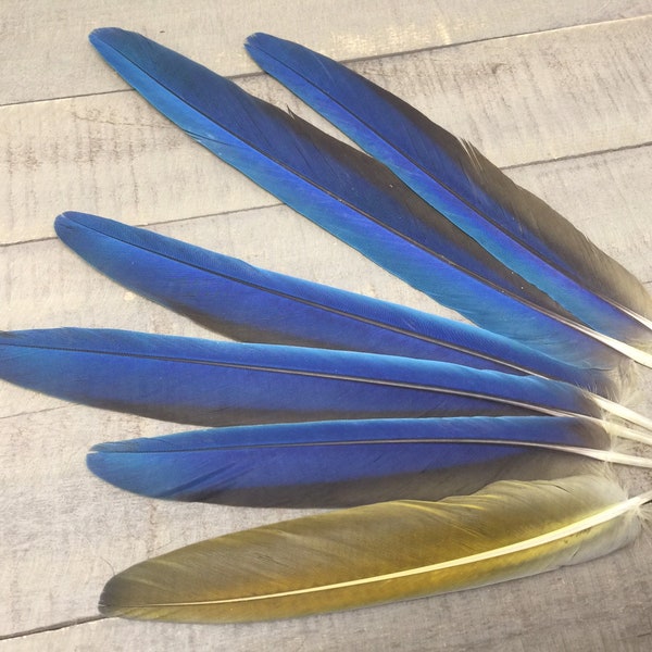 Blue Feathers - Etsy