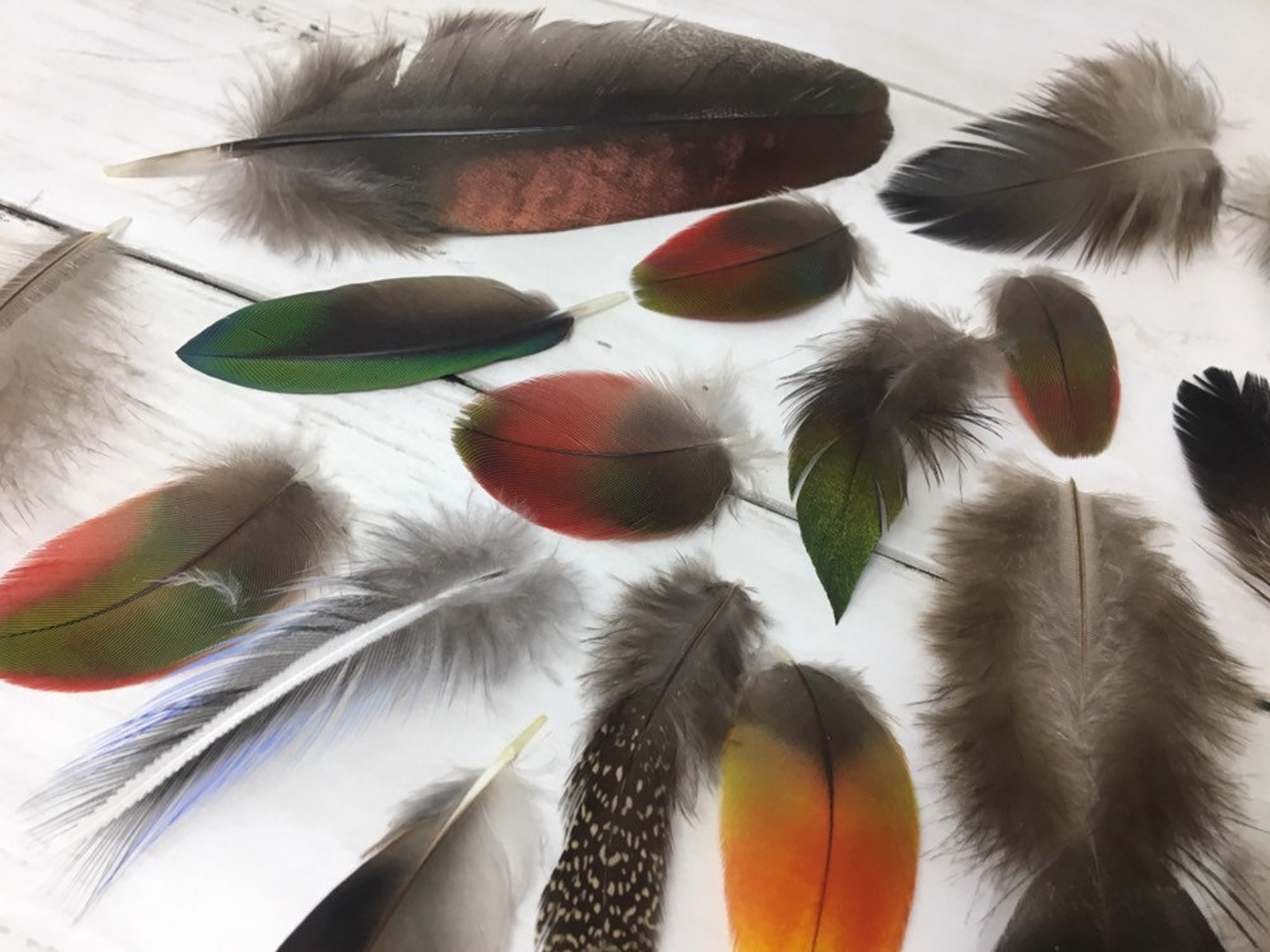 Rare Feathers Collection rare feathers cruelty free | Etsy