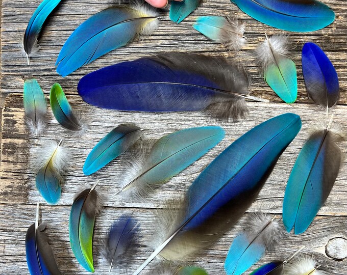 GLOWING OCEAN Set of 30 Parrot Feathers - Cruelty Free, Natural Feathers, Exotic Feathers ...