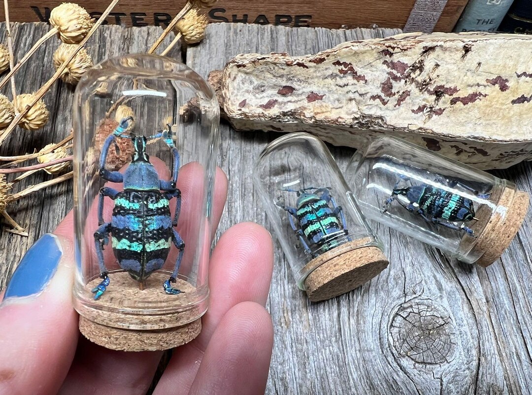 Tiny Curiosity: Blue Weevil - Blue Decor, Bell Jar Beetle Dome ...