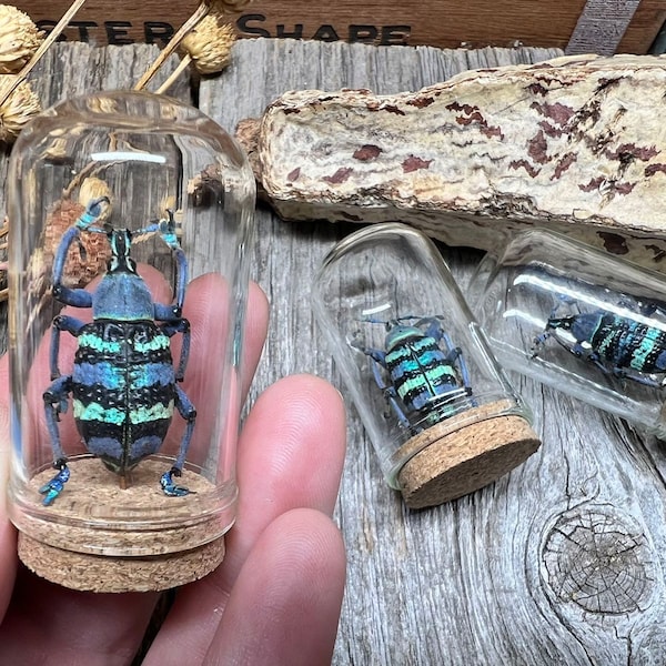 Bell Jar Taxidermy - Etsy