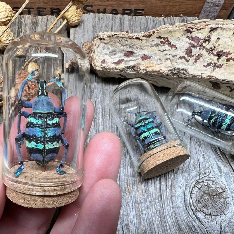 Bell Jar - Etsy