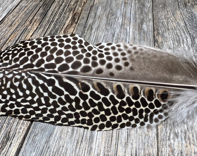 RARE Argus Feather - Cruelty Free, Molted Feather, Natural Feather ...