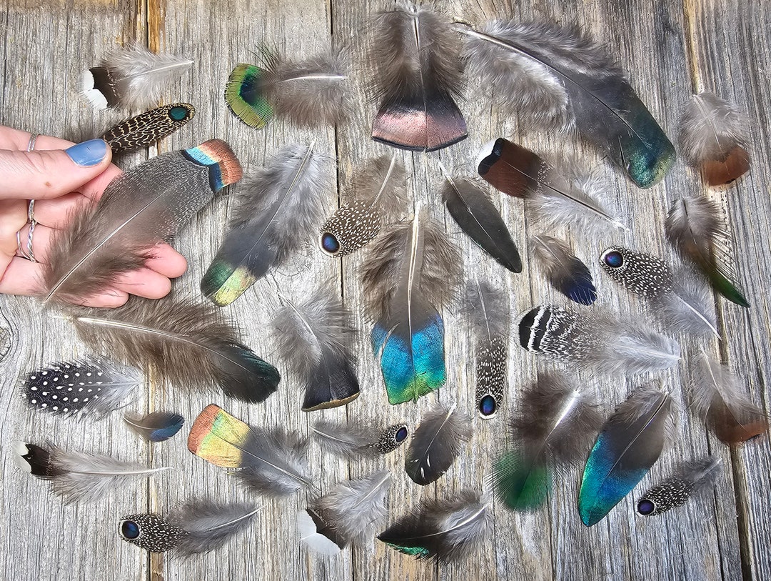 RARE Set of 30 Feathers Cruelty Free, Iridescent, Rare Feathers, Unique ...