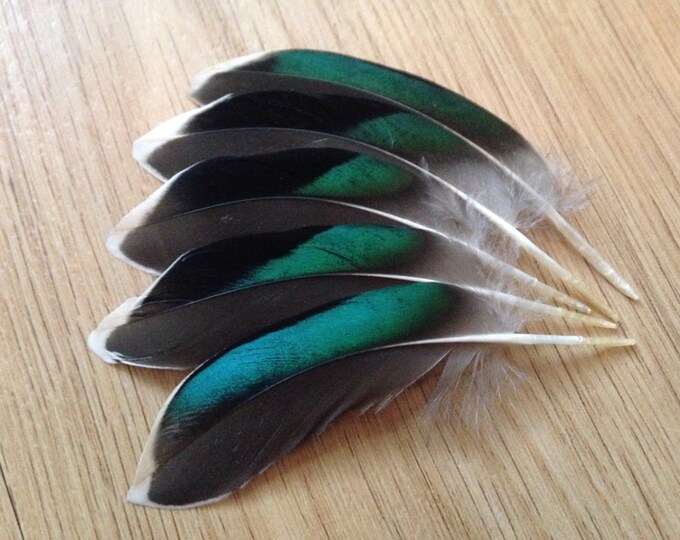 Eurasian Teal Iridescent Green Wing Feathers - Iridescent Feathers ...