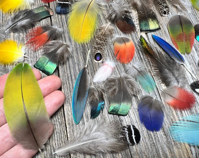 Set of 40 Uncommon and Rare Feathers - Cruelty Free, Natural Feathers ...