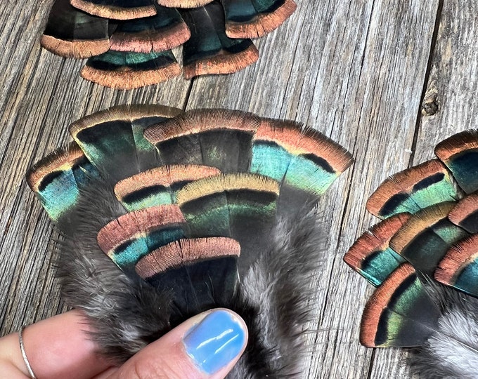 RARE Set of 8 Copper Tipped Ocellated Turkey Feathers Cruelty Free ...
