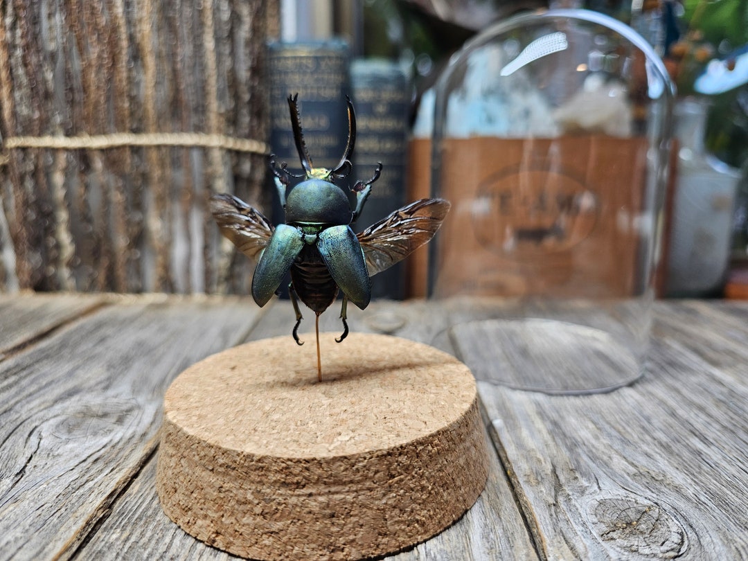 Nature Curiosity: Stag Beetle Insect Dome - Insect Taxidermy, Nature ...