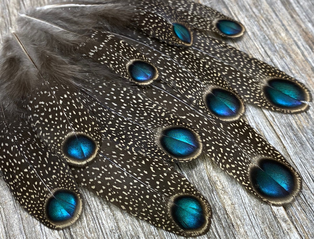RARE Germain's Peacock Pheasant Feathers Cruelty Free, Natural Feathers ...