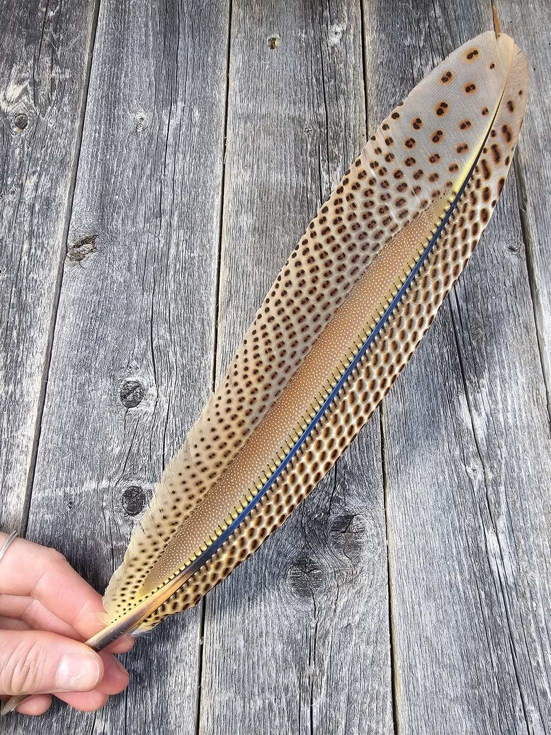 RARE Argus Pheasant Wing Feather Unique Feather, Natural Feather ...