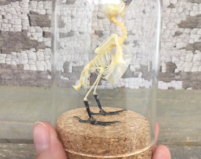 Bird Skeleton Bell Jar - Sustainable, Natural History, Curiosity ...