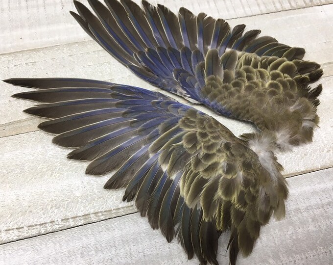 Real Parakeet Wings - Cruelty Free, Real Bird Wings, Salvaged, Bird ...